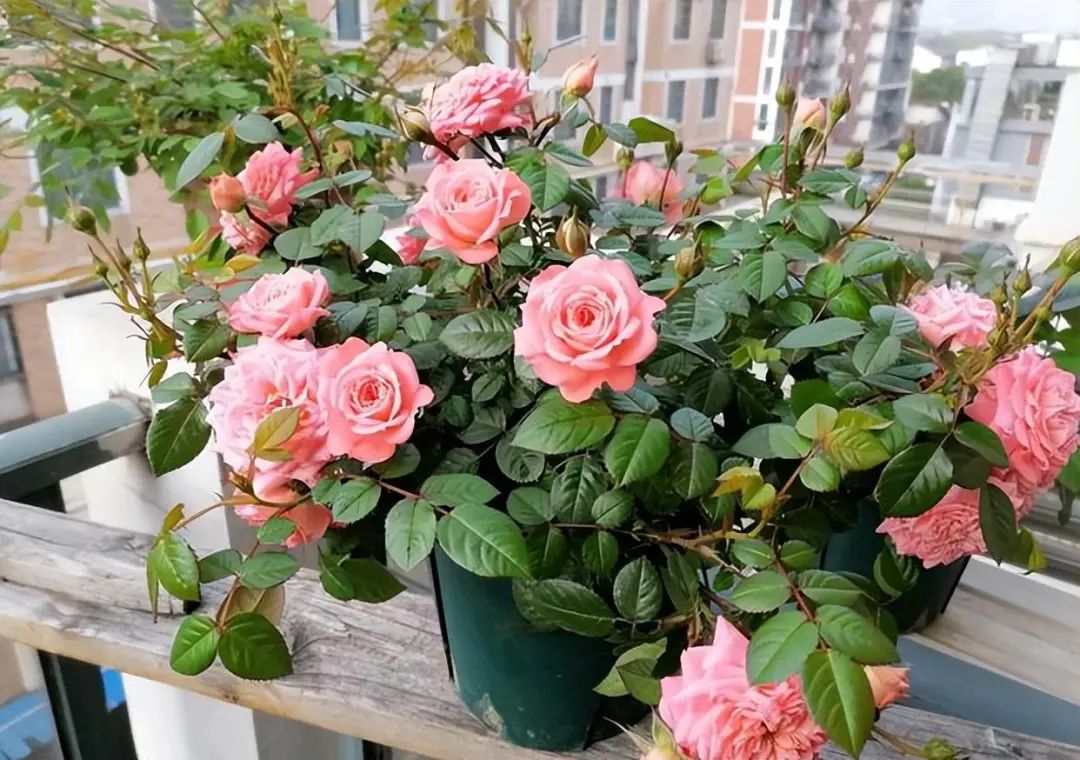 After the summer is over, the rose flowers are getting smaller and ...