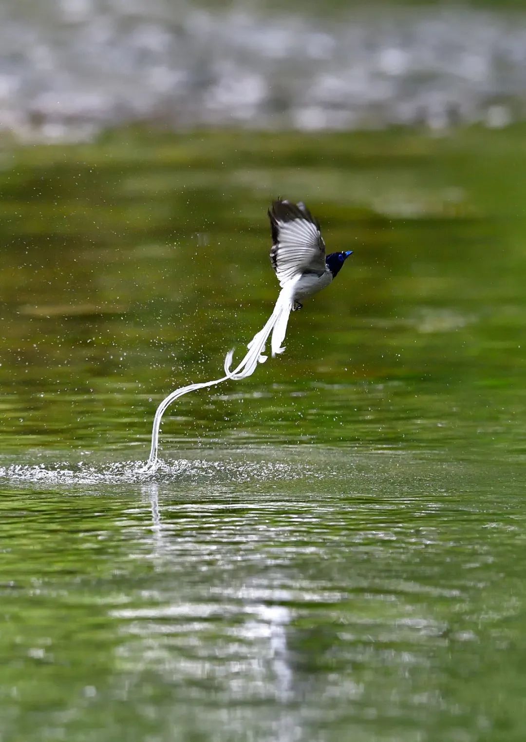 Blessed land has its own "Phoenix" - iMedia