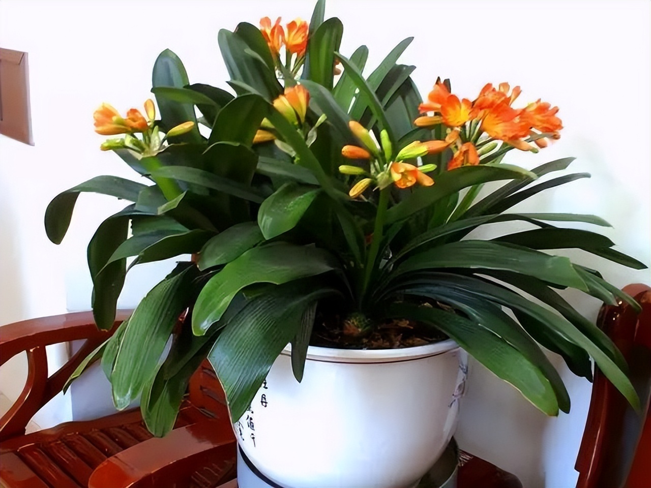 The 5 major problems of Clivia, such as crooked leaves, no flowering, pinched arrows, rotten ...