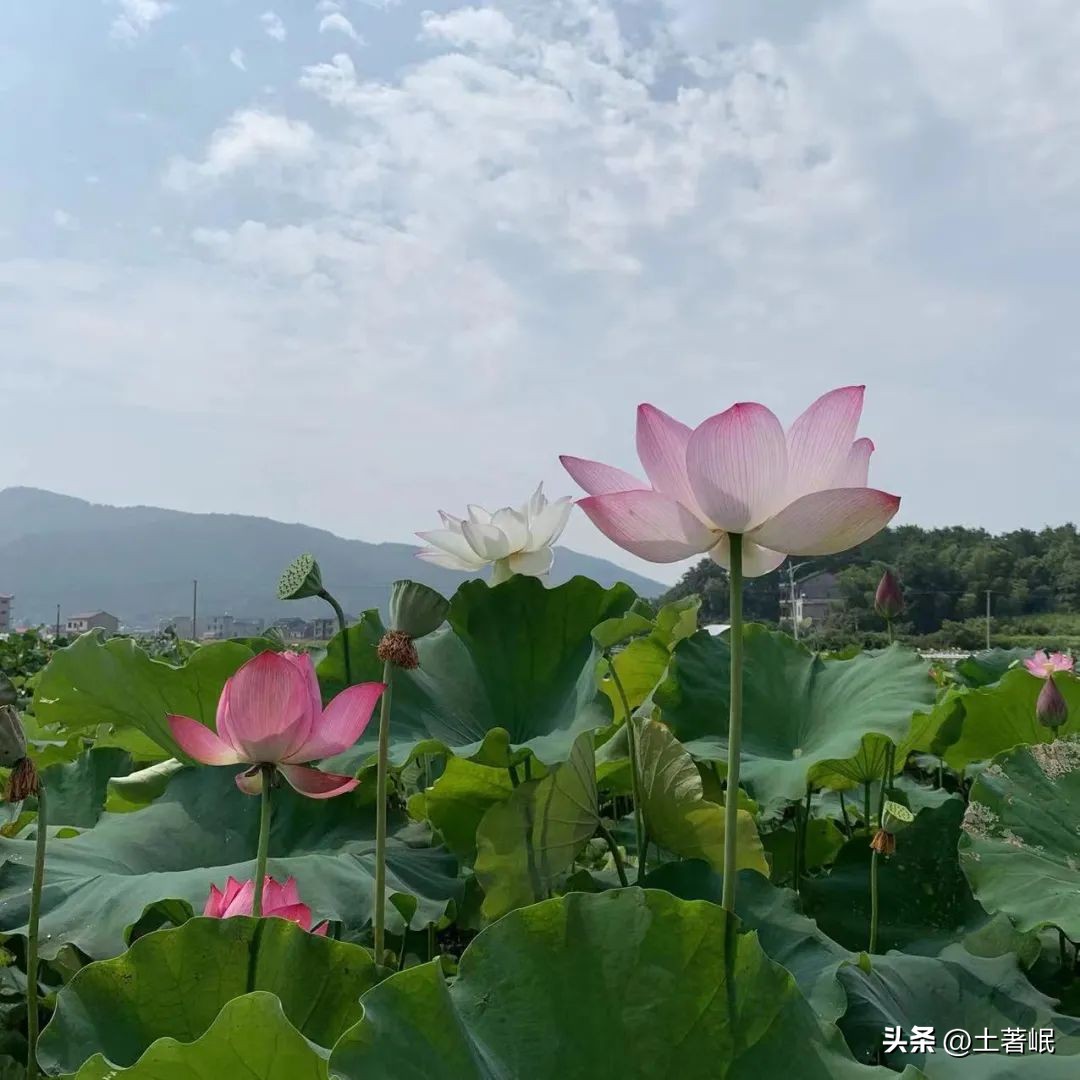 Step on Xia's tail to see the lotus - iNEWS