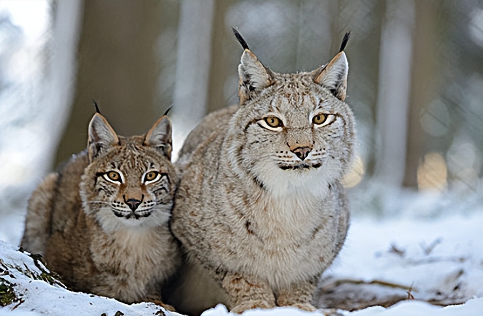 Eurasian lynx: King of the steppe - iNEWS