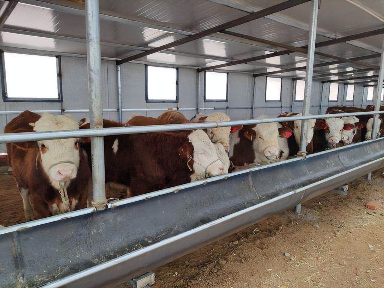 What is the best way to disinfect the cow pen?What is the general ...