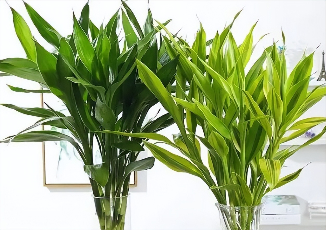 How to make Lucky Bamboo leaves shiny?3 simple tricks, the leaves are ...