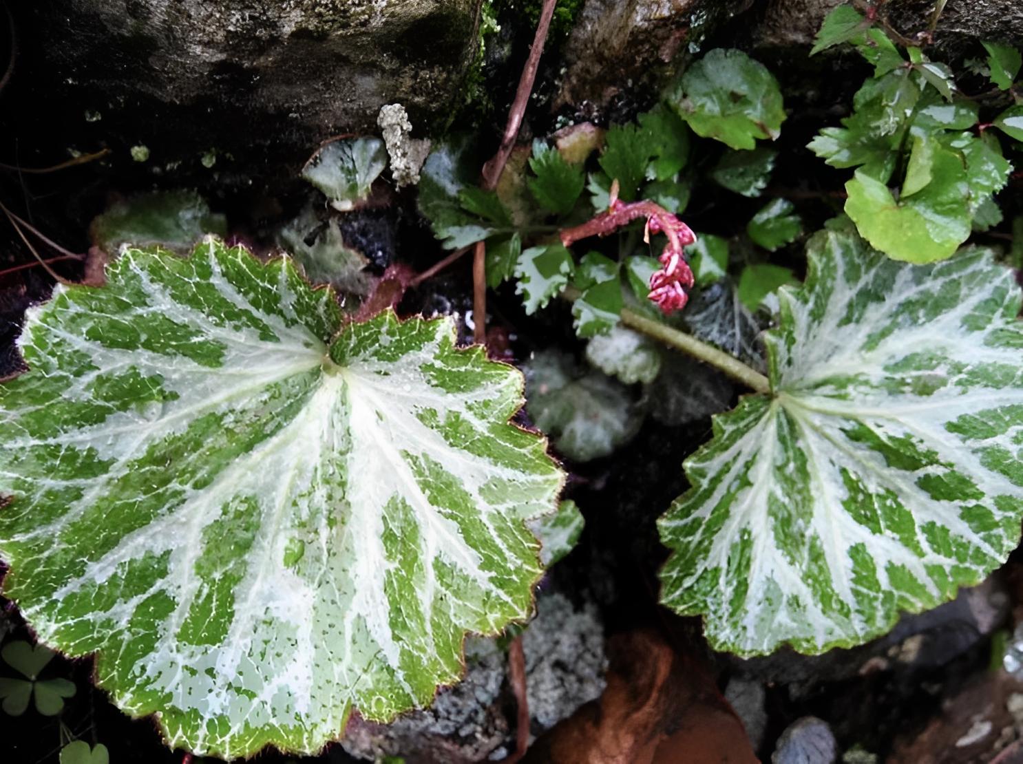 There is a species of "Saxifrage saxifrage" on the edge of rural fields ...