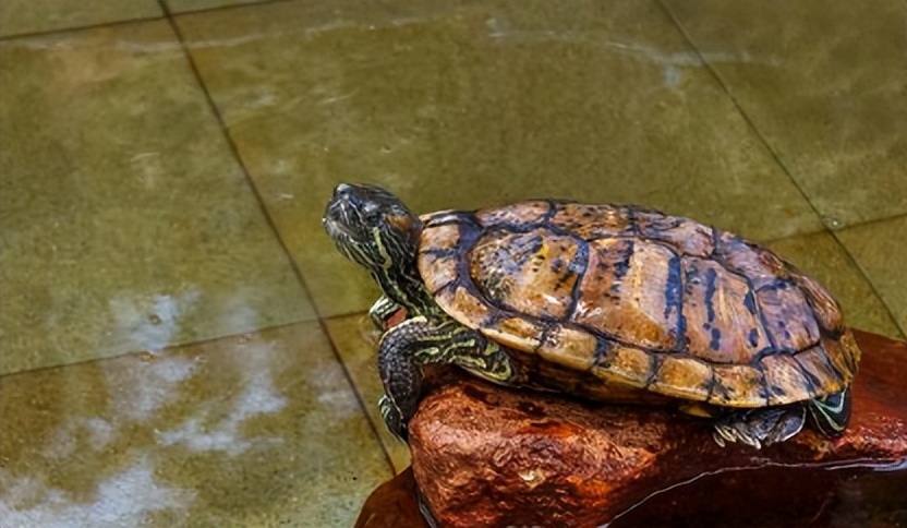 Ecology and Conservation of Chinese Garden Turtles: Exploring Breeding ...