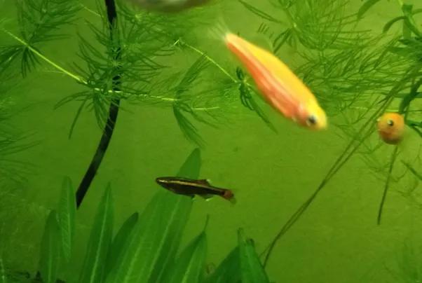 About the polyculture of several small fish - iNEWS