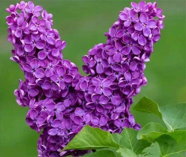 Poem 1: Lilac - iNEWS