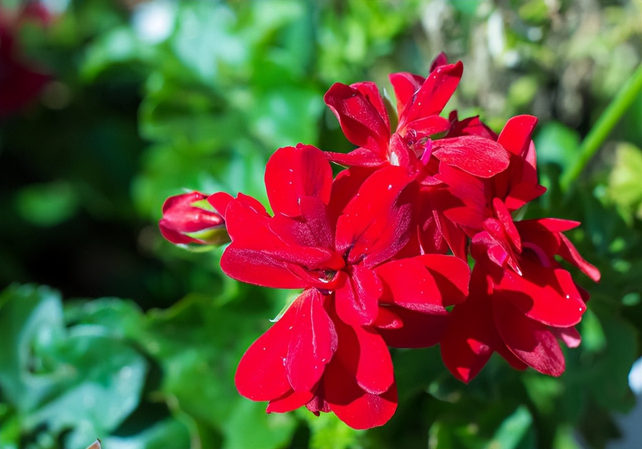 Geranium, "like dry" or "like water", many people get it wrong, no ...
