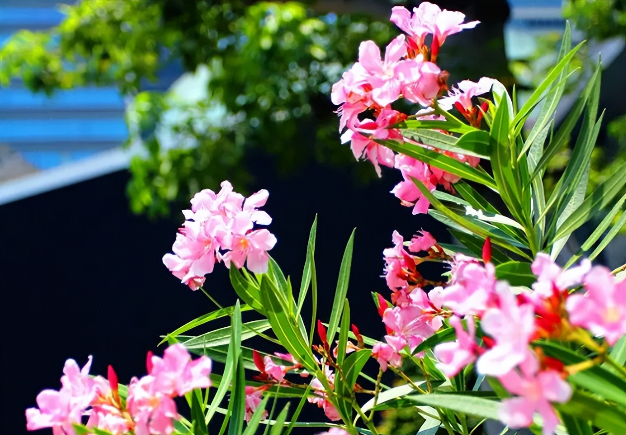 Which trees are poisonous in rural areas?6 kinds of famous "poisonous ...