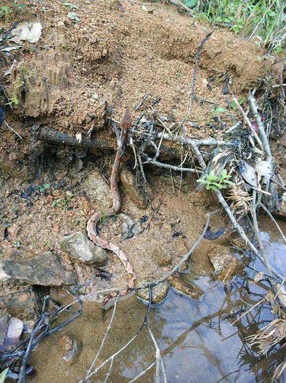 Bitten by a five-step snake, the man was almost amputated by using fire ...