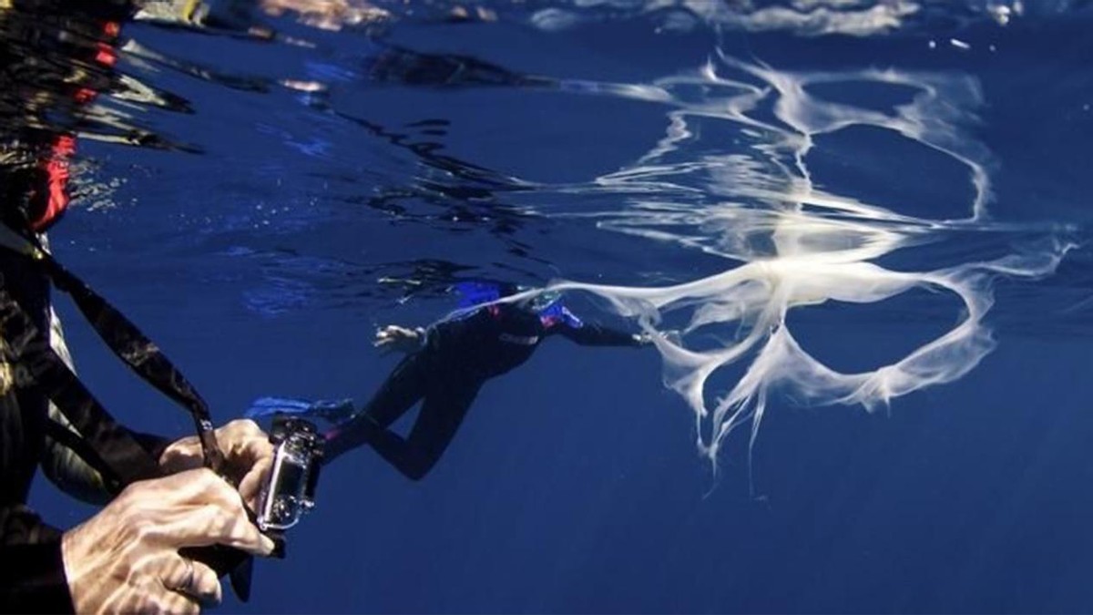 What does whale milk taste like?Many mammals can drink milk, why do ...