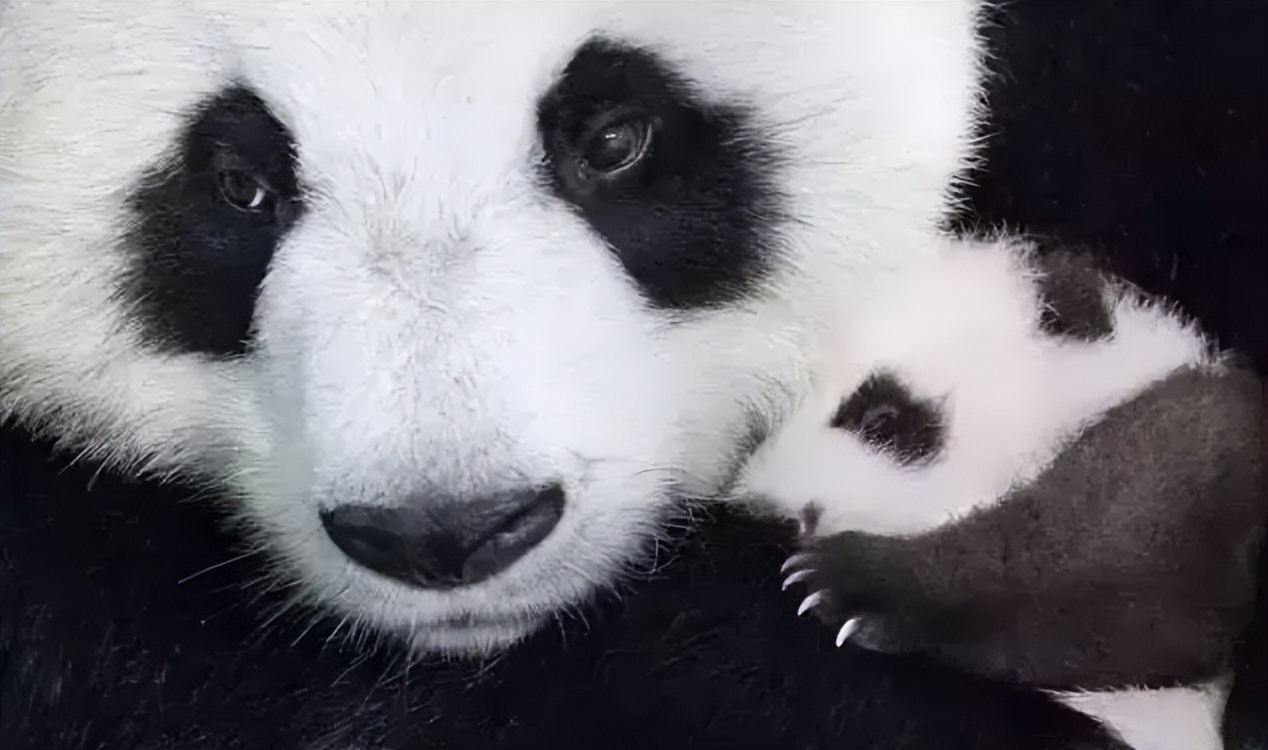 Hehua has millions of fans, Yaya, a giant panda in the United States ...