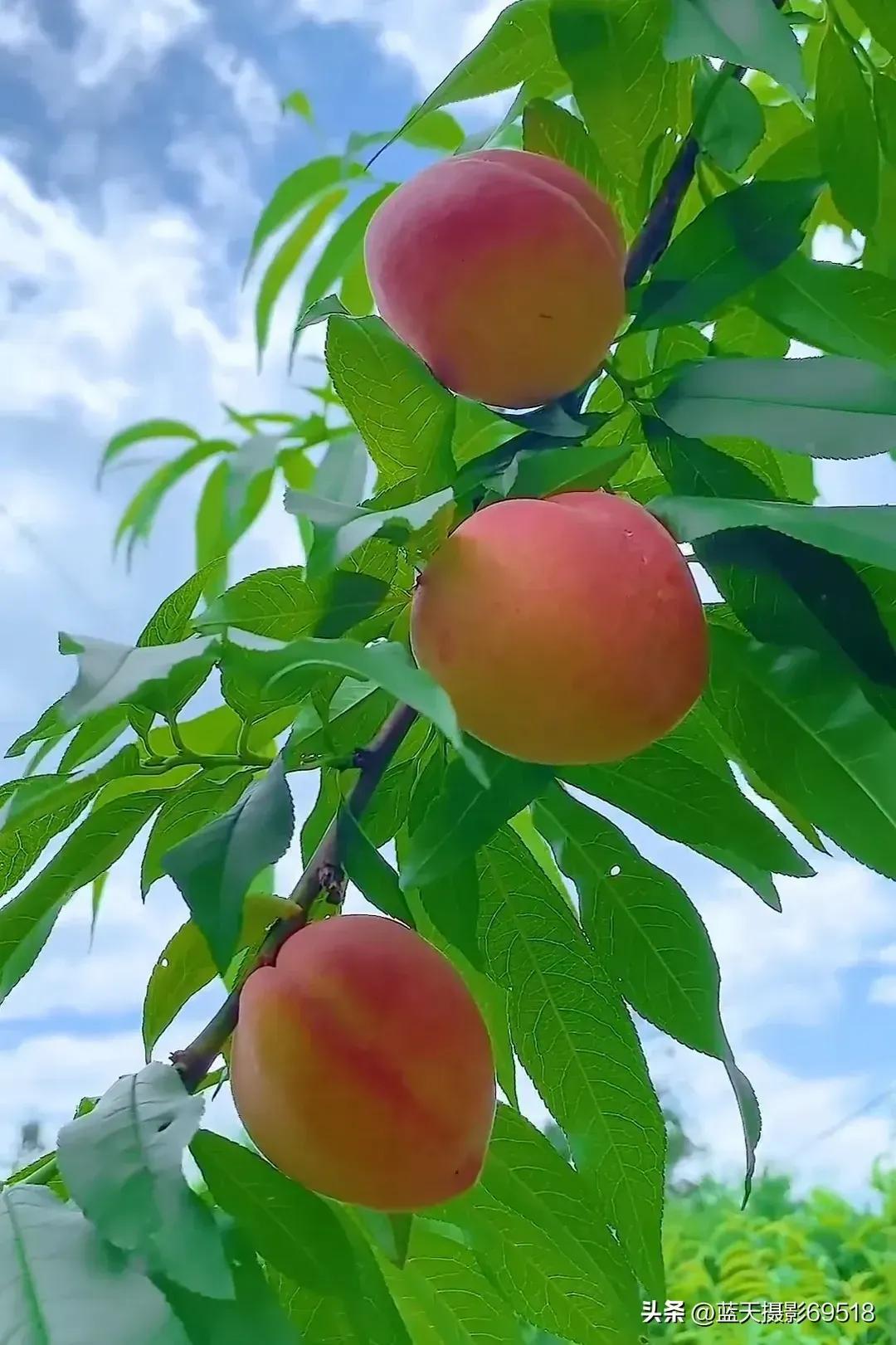 Cursive script: Spring Ci by Tang Shi Jianwu - iNEWS