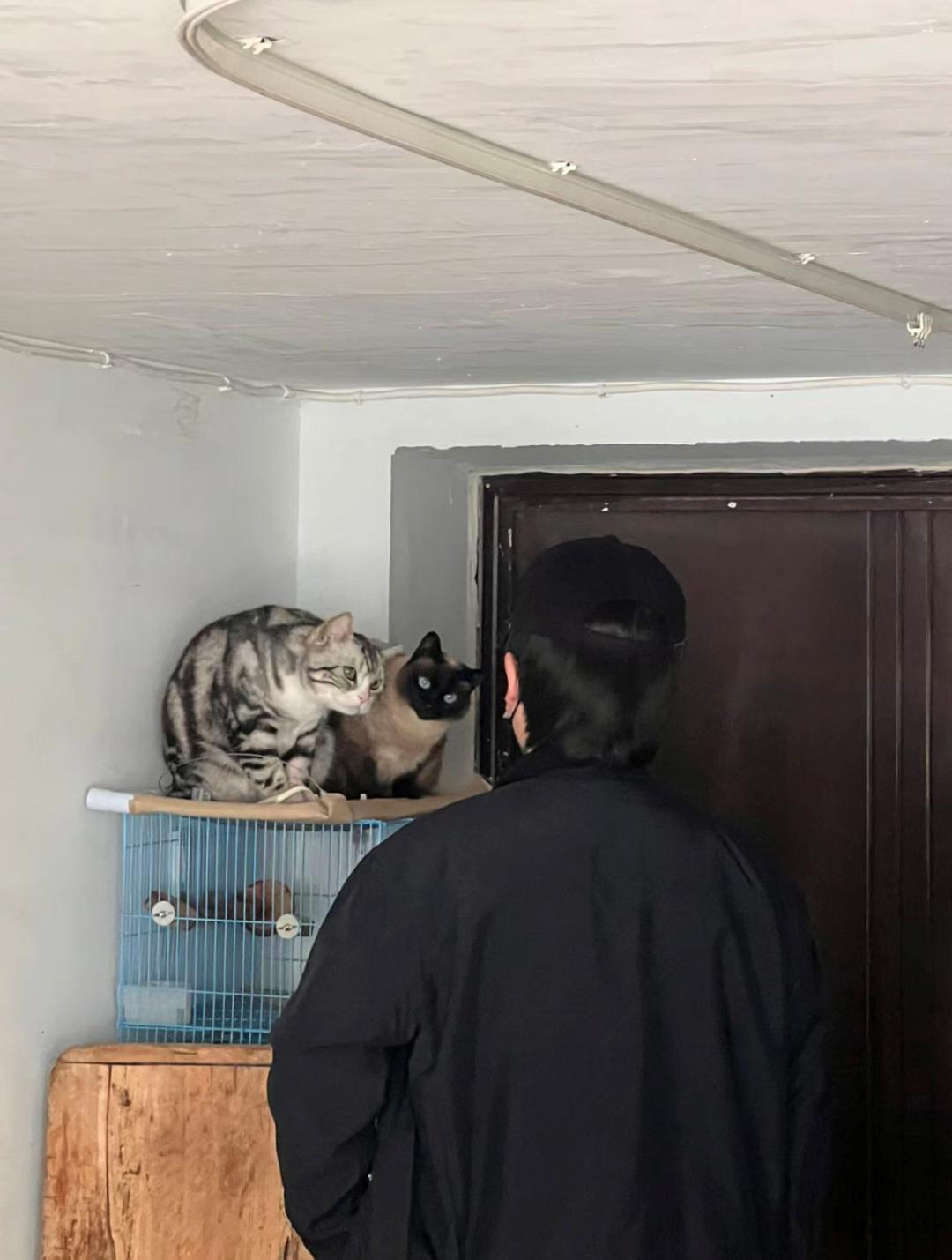 The first time Master Meow saw the boyfriend of the shit shovel officer ...