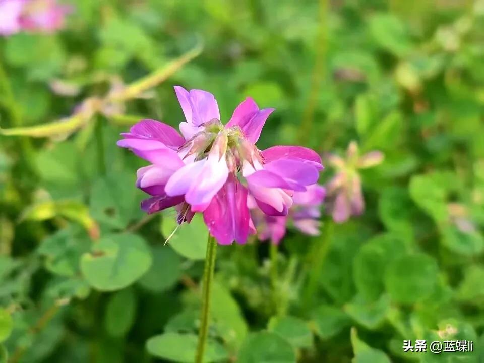 Blue Butterfly mobile phone photography (beautiful flowers in season ...