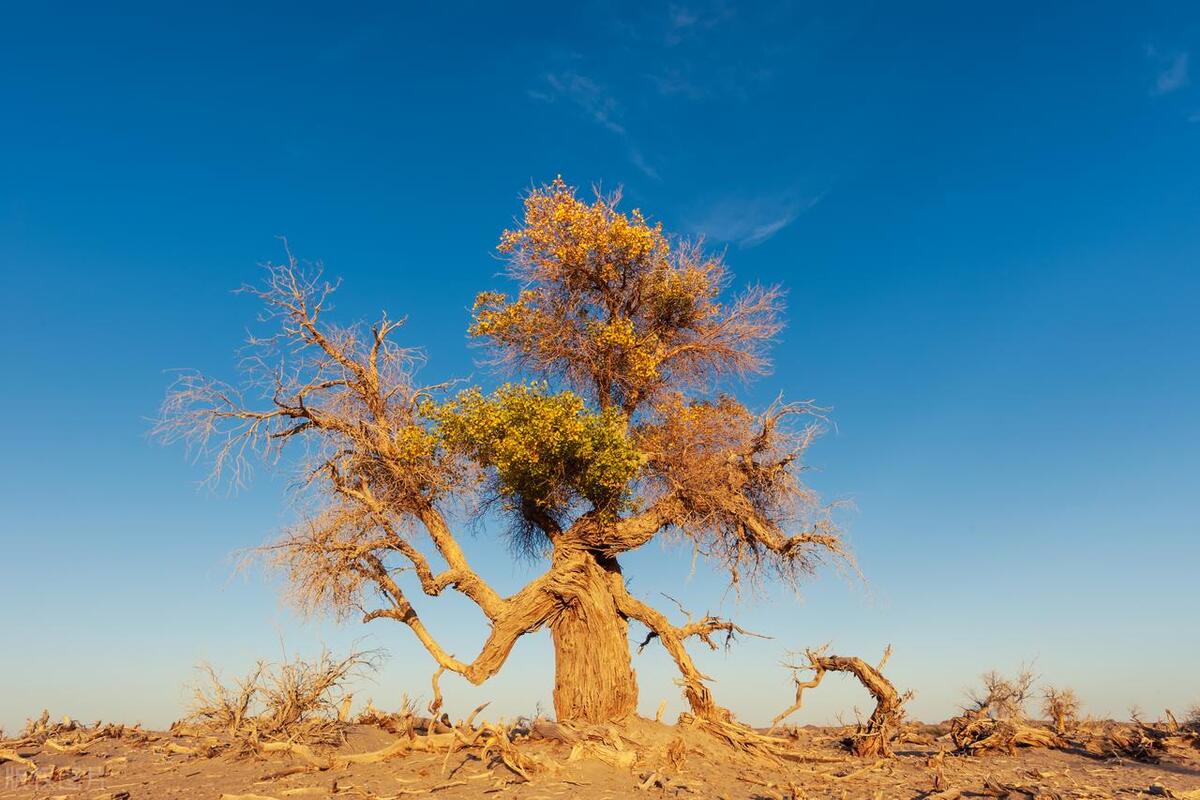 Jet Li made me hear the word tree burial for the first time. What ...