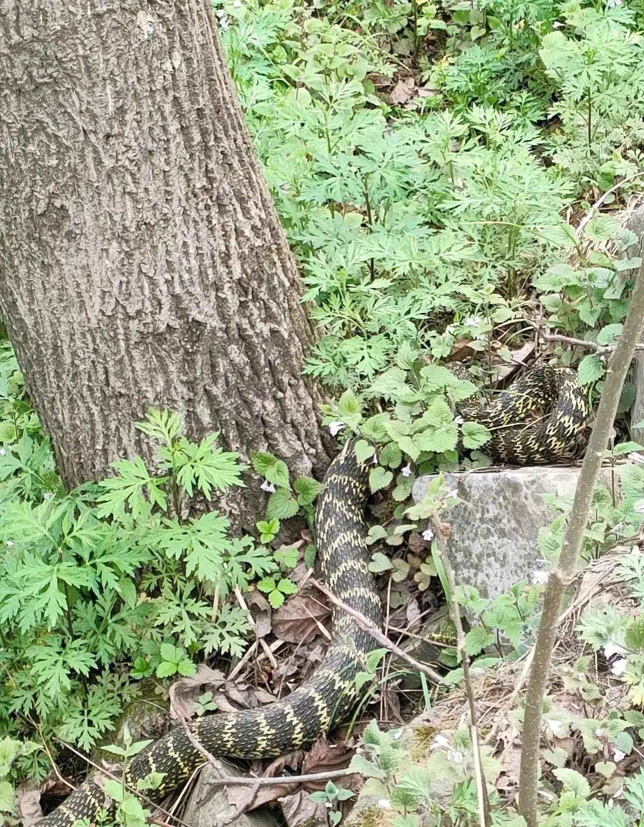 The snake's head was about to be pinched and exploded, how frightening ...