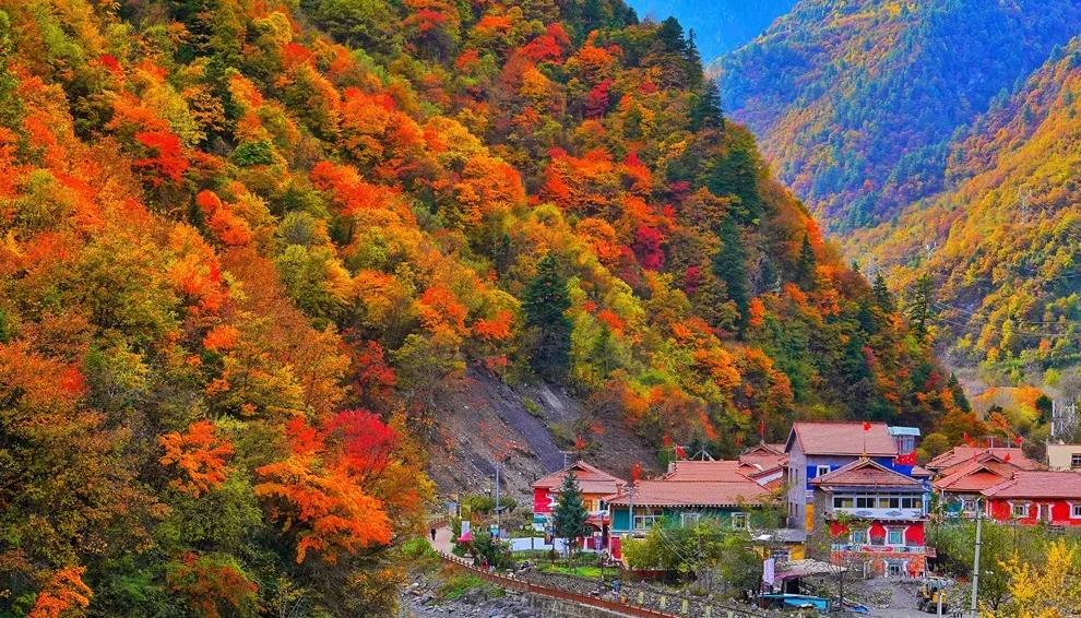 Colorful forest season!Just in time!Autumn fairy tale world, these 5 ...