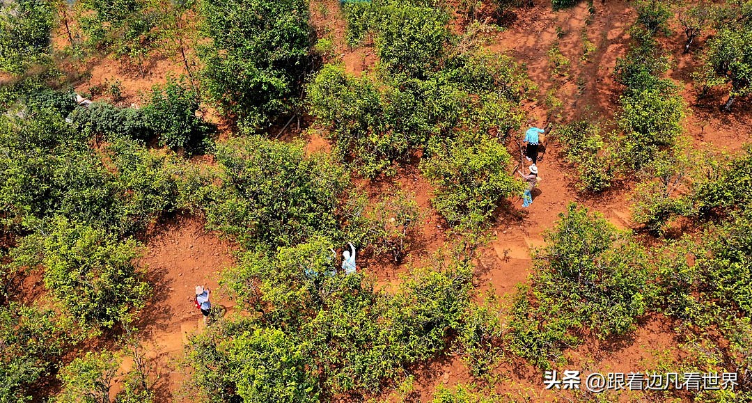 "A Journey to Two Rivers" visits Odo Sai Tea Mountain, known as "Sai ...