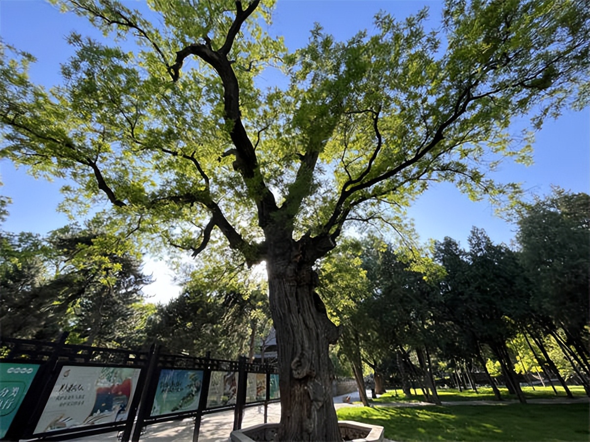 The most ancient tree of thousands of years - Jinci Tang Huai - iNEWS