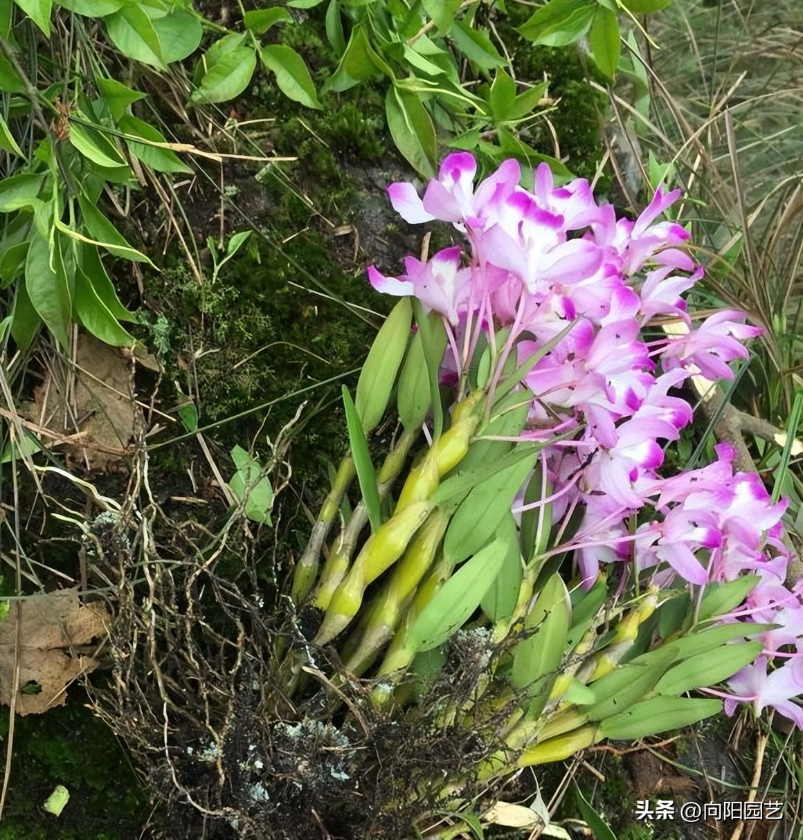 Wild Dendrobium grows on trees, without soil, it still grows vigorously ...