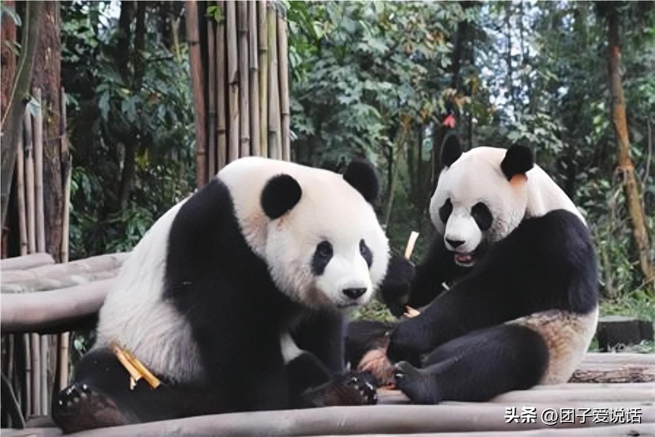 Giant pandas "Tuantuan" and "Yuanyuan" are "ambassadors of friendship ...