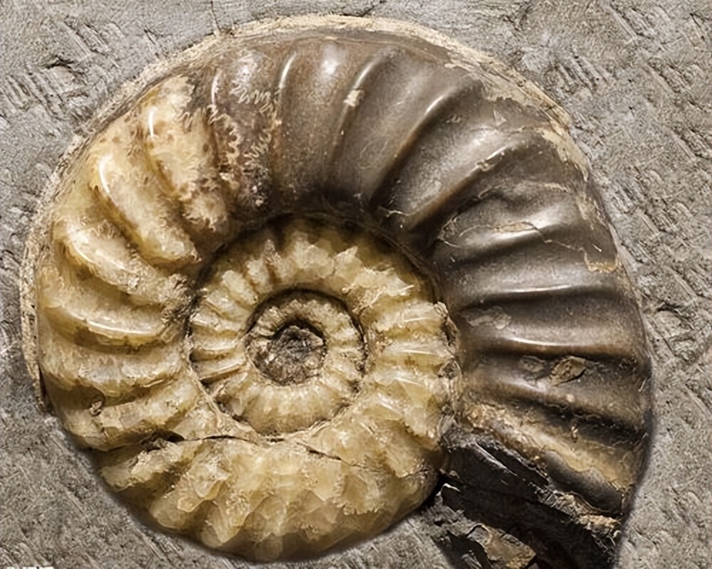 埃迪卡拉紀-寒武紀轉折期發新化石：研究剖面介紹及其地層劃分 - 資訊咖