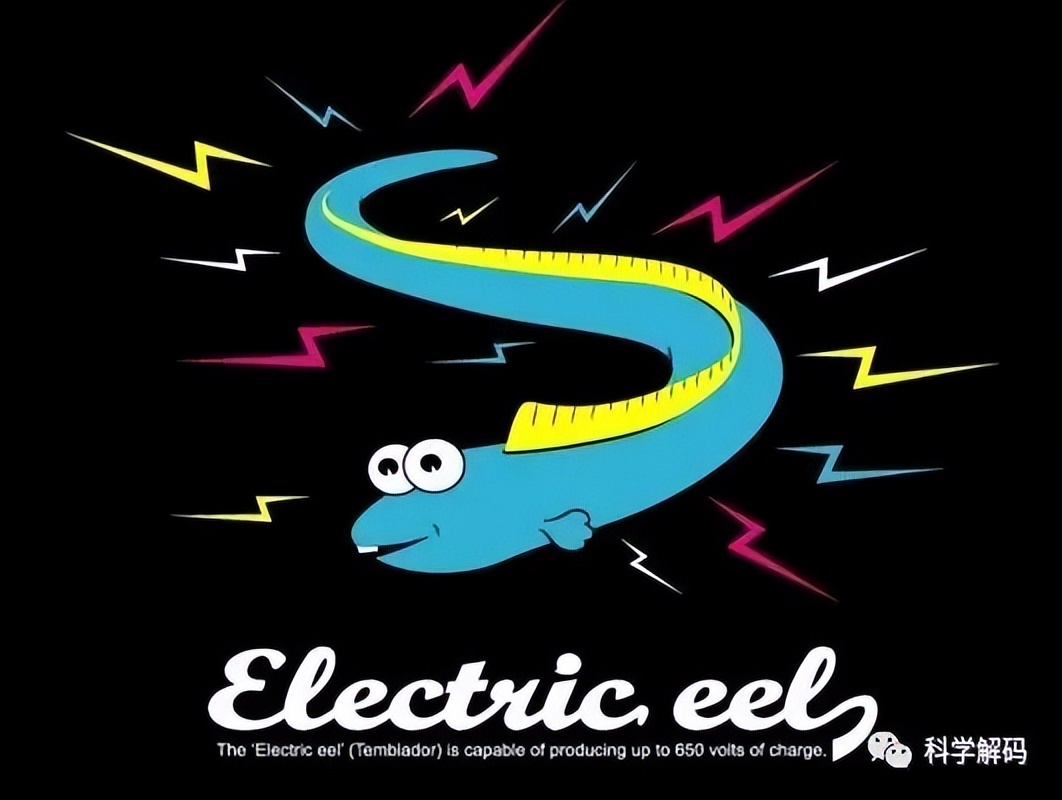Electric eels generate electricity as a means of preying and fighting ...