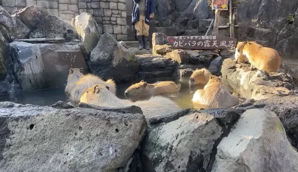 Why do capybaras soak in grapefruit hot springs in winter?Super cute ...