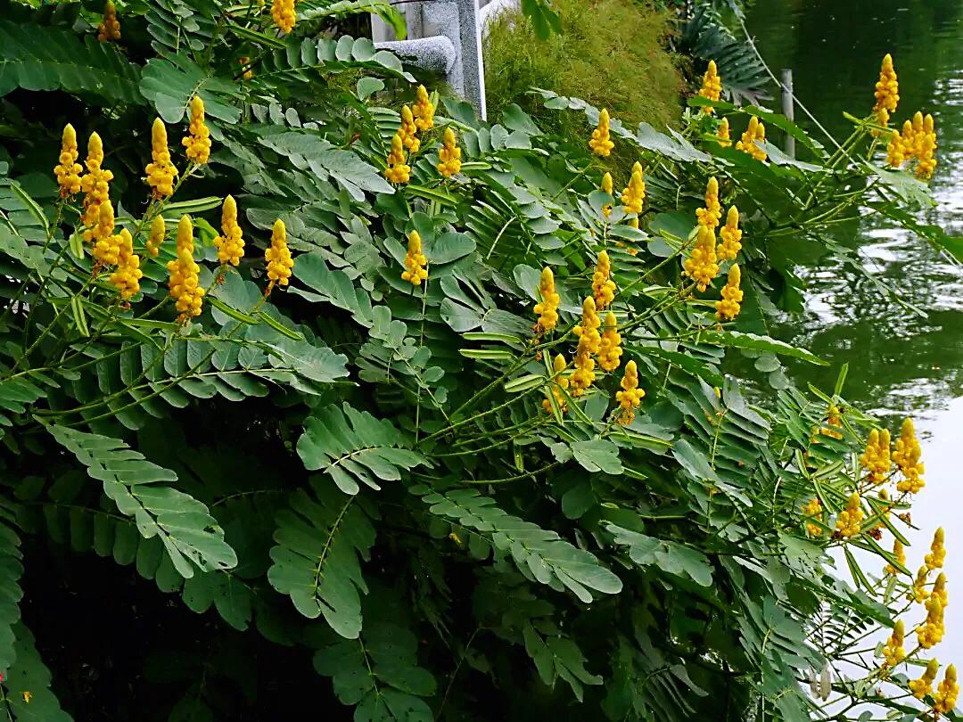Wing pod cassia ~ fluttering and narrow wings want to fly, the flowers ...