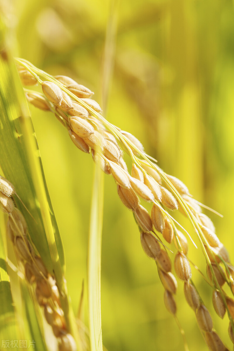 In October, the fortune exploded, auspicious stars shined, the career ...