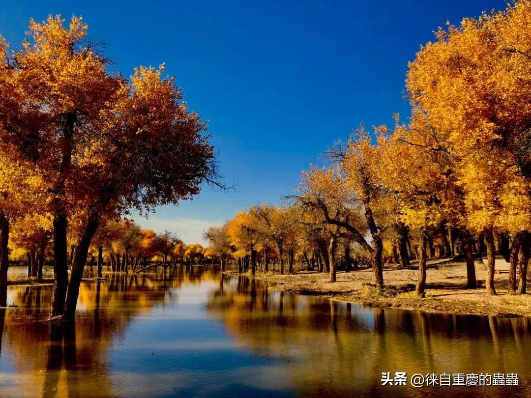 I traveled thousands of miles to visit the Populus euphratica forest in ...