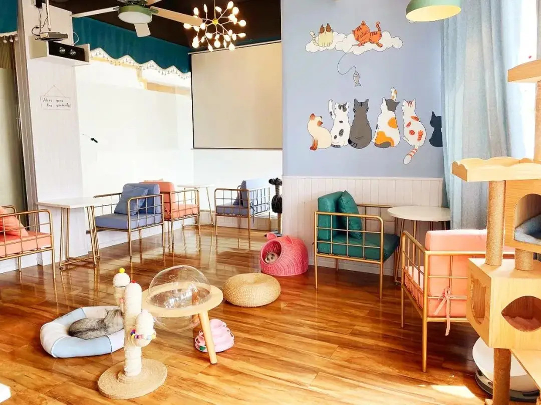 How to design a cat cafe shop to be more attractive - iNEWS