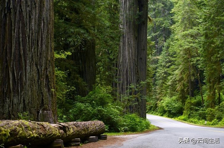 The "biggest tree" in the world, a tree 3,500 years ago, is 156 meters ...