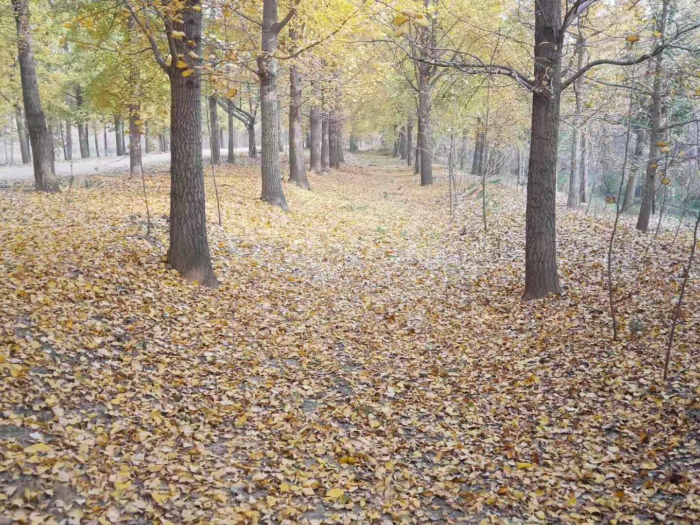 Ginkgo biloba: It used to be a tribute, but now few people pick it up ...