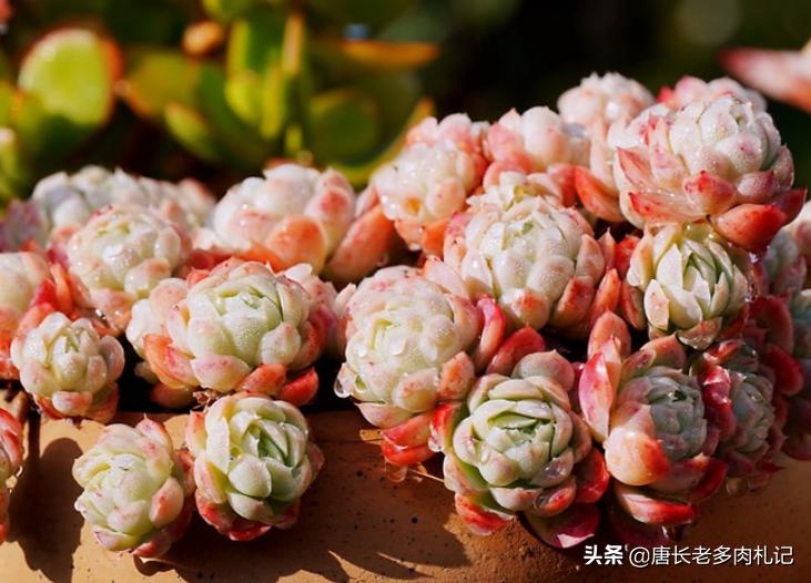Bingmei and Gemini Berry are two types of succulents that have been ...