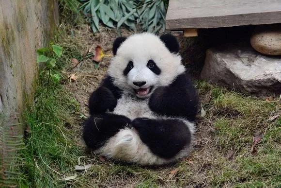 The third prince of Xizhimen, cute and handsome - iMedia