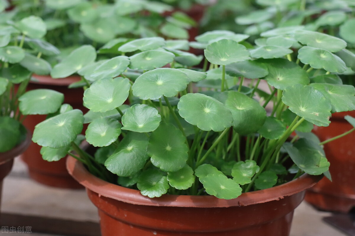 In October, it is very important to "nurture the beauty" of copper coin ...