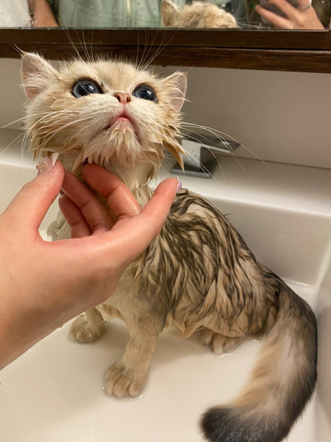 What should I do if the cat's fur is dyed yellow by tears and cannot be ...