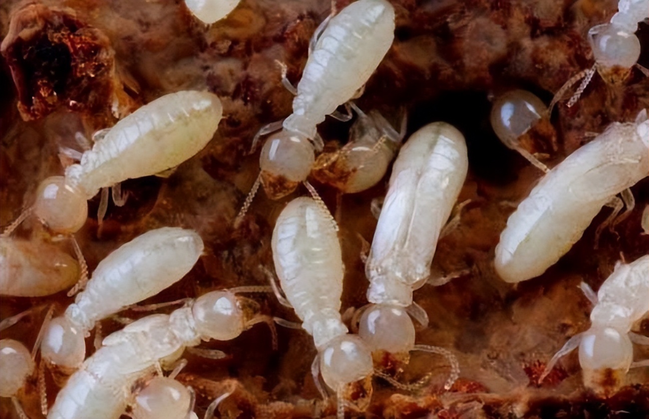 The queen ant - the real ruler of the termite kingdom, looks beautiful ...