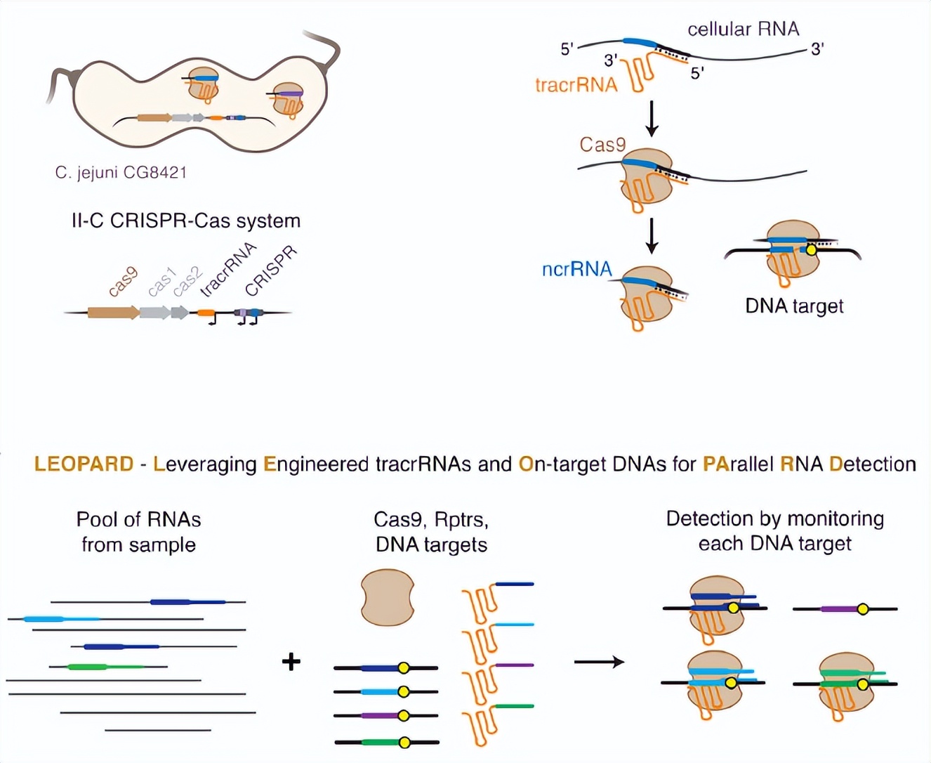 Novel CRISPR-Cas system for multi-channel detection of RNA - iNEWS