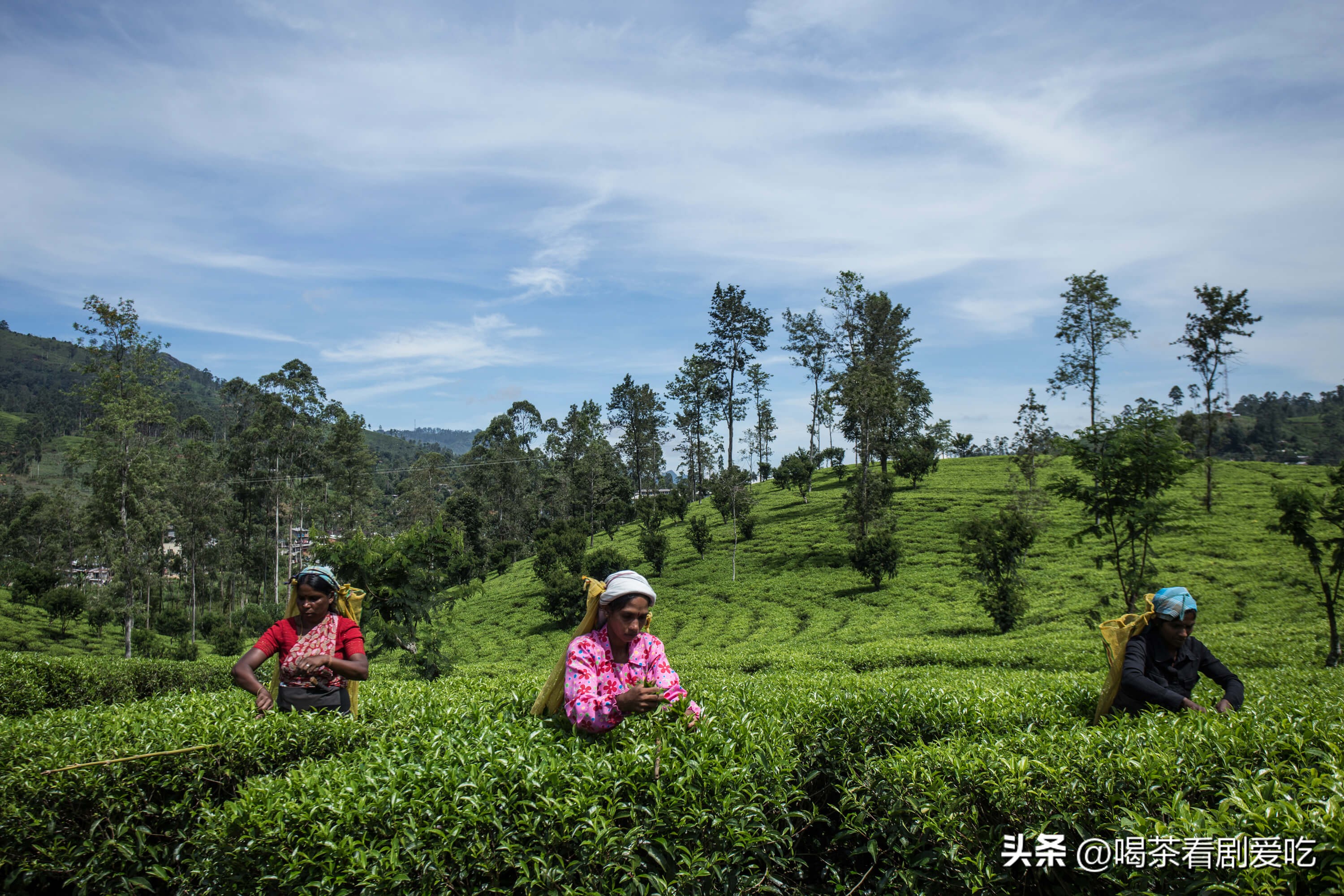 Top Ten Top Tea Brands in the World (3) - iNEWS