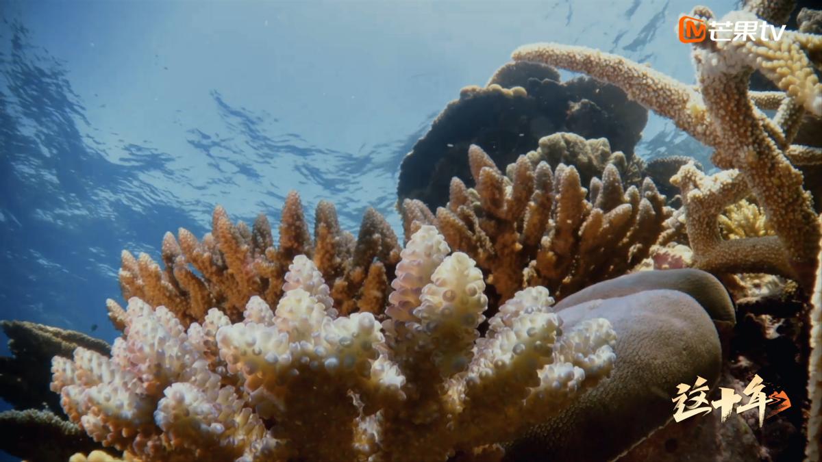 To protect the "tropical rain forest" in the ocean, Mango TV's "Ten ...