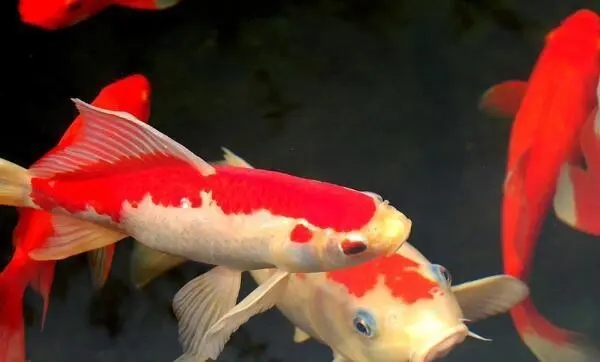 The correct way to change the water for koi fish. Things to note when ...