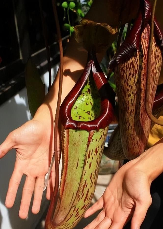 5 Carnivorous Plants You've Seen Several. Harmless to human body. - iNEWS