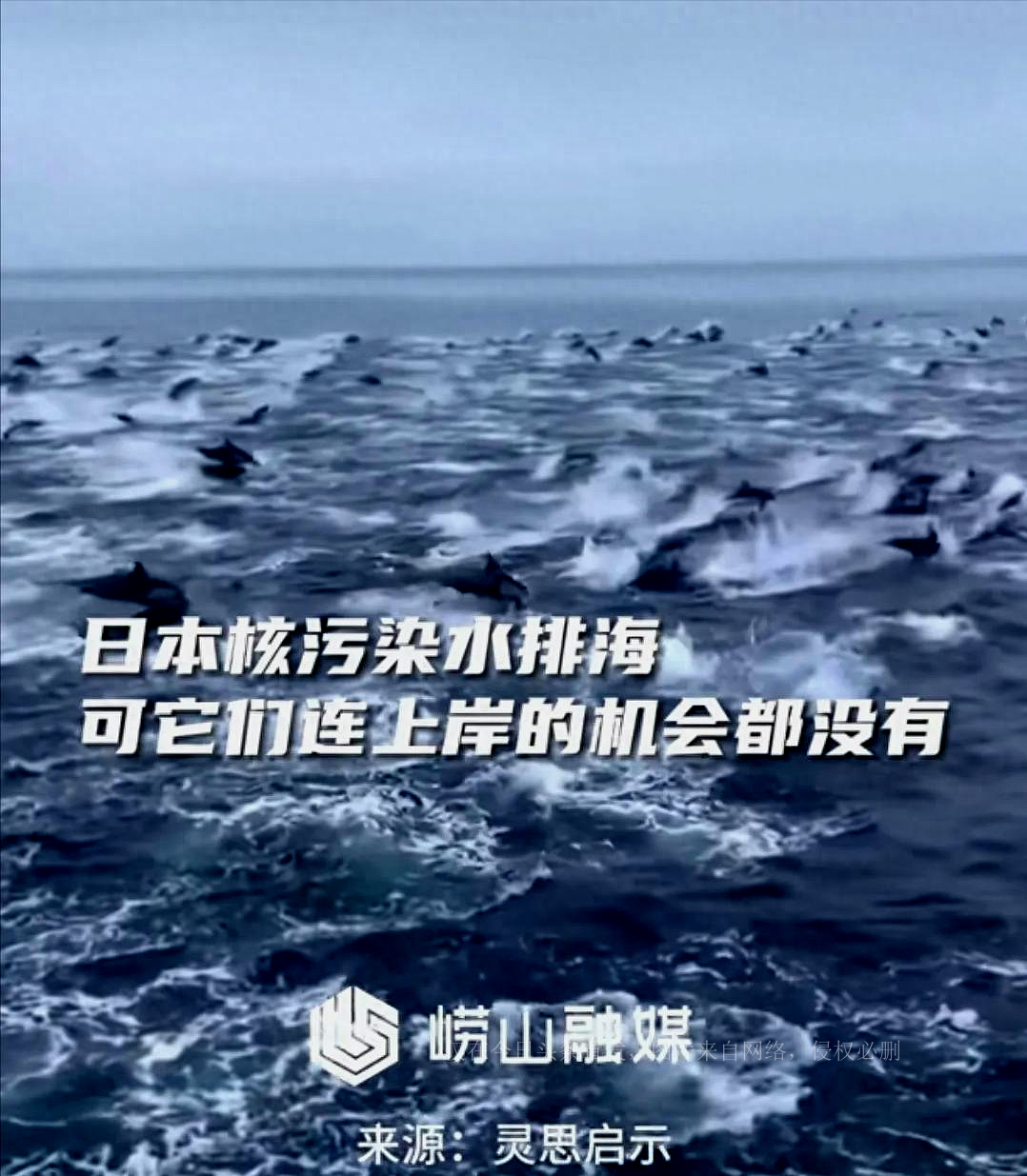 Is the United States afraid? 32 dolphins were stranded and millions of ...