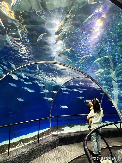 Unveiling the Shanghai Ocean Aquarium: The world's largest aquarium ...