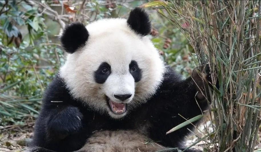 Pandas also have three, six, nine, etc.? Fu Duoduo was labeled a ...