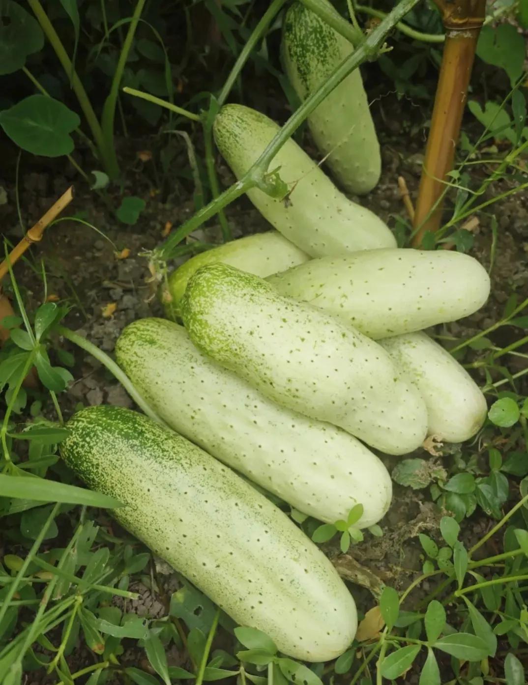 Don't throw away the old cucumber, it's so delicious - iMedia
