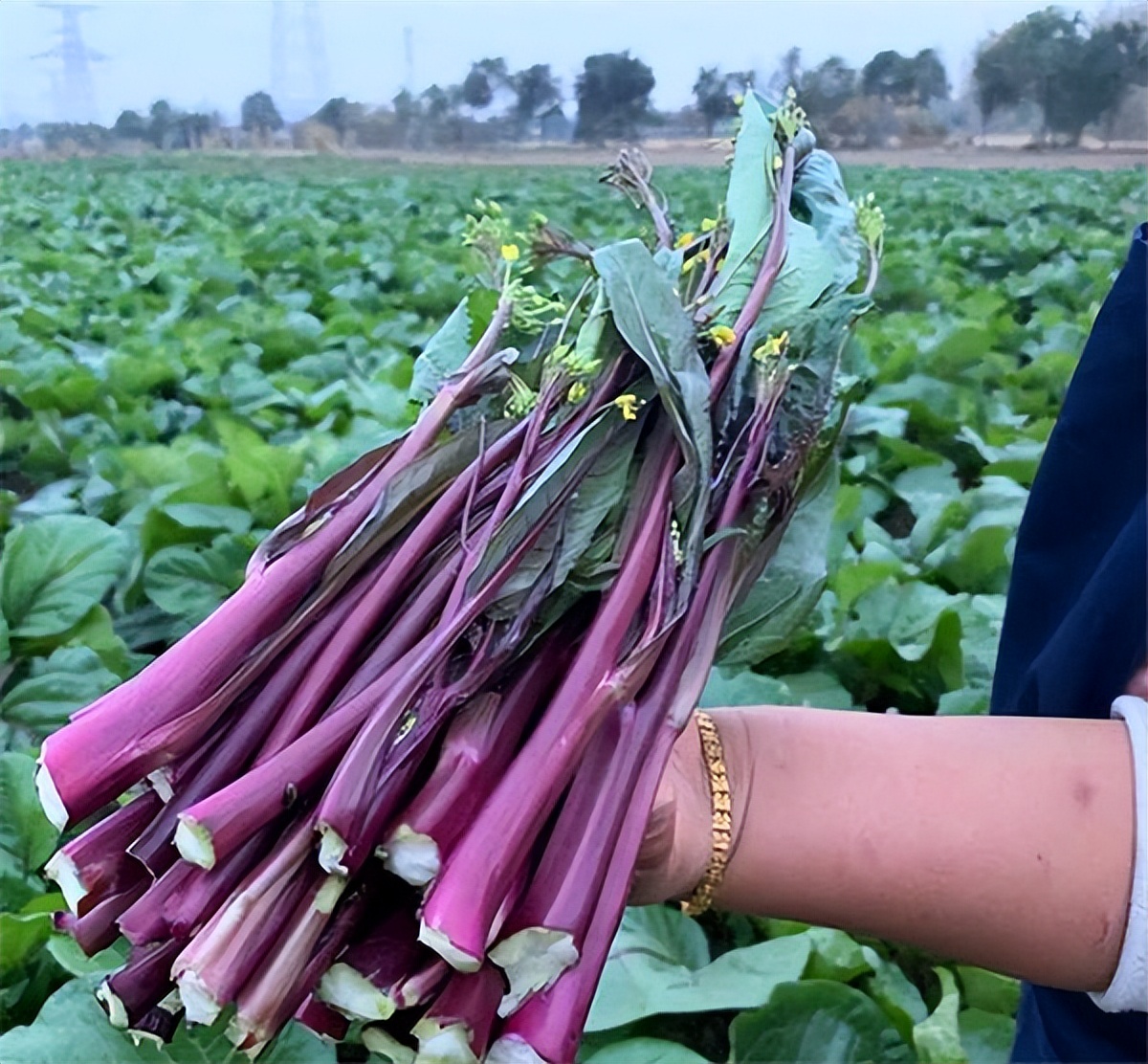 Of the 10 most expensive vegetables in the world, 4 are listed in China ...